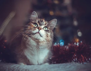 Sorrelstar | Warriors Into the Wild Wikia | Fandom