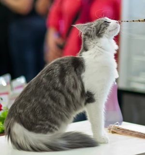 Owlpaw | Warriors Into the Wild Wikia | Fandom