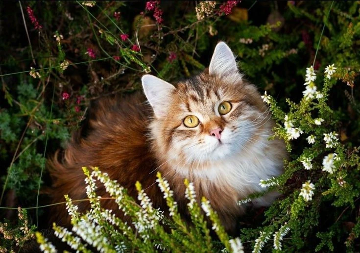 Rainfur | Warriors: New Dawn Rewrite Wiki | Fandom