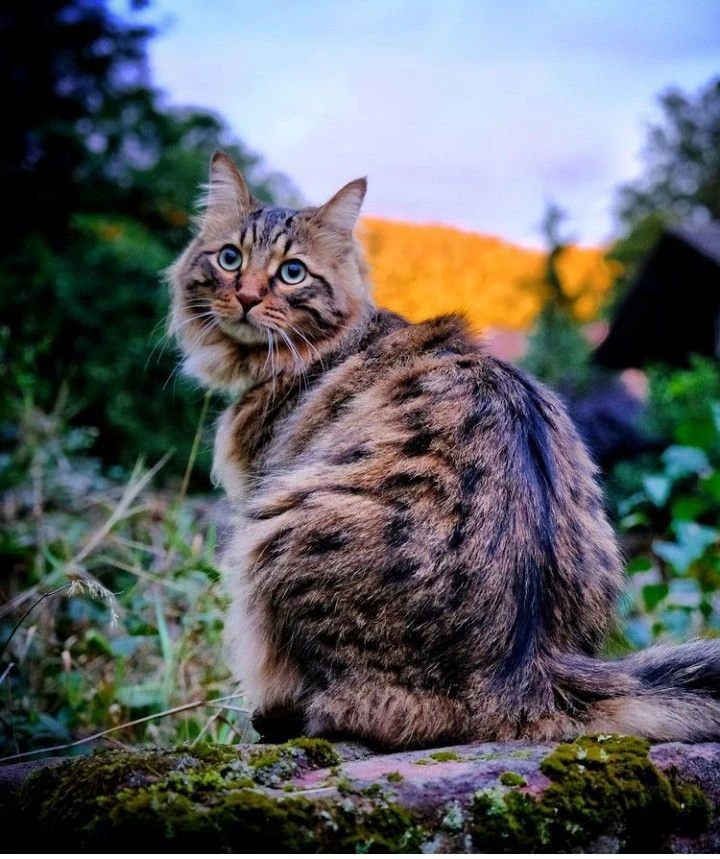 Cody | Warriors: New Dawn Rewrite Wiki | Fandom