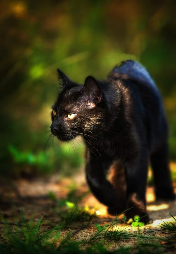Crowfeather | Warriors: New Dawn Rewrite Wiki | Fandom