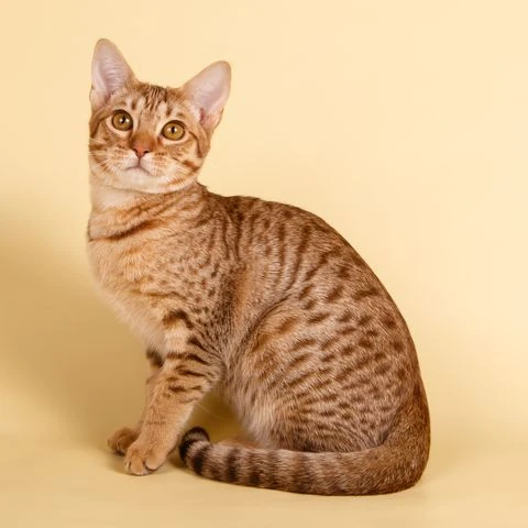 Mothwing | Warriors: New Dawn Rewrite Wiki | Fandom