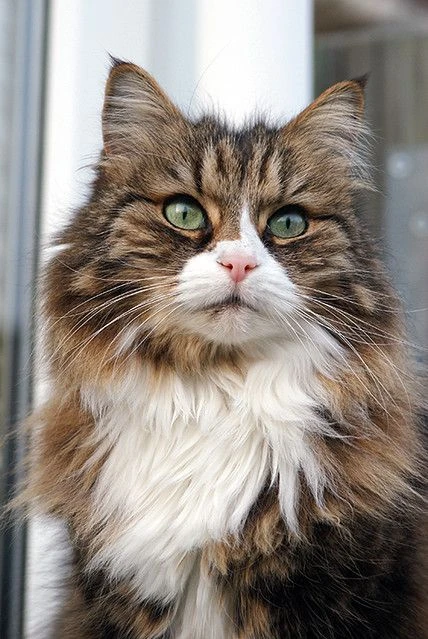 Beetlewhisker | Warriors: New Dawn Rewrite Wiki | Fandom