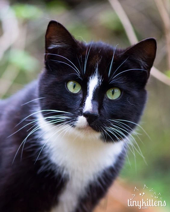 Crowstar | Warriors: New Dawn Rewrite Wiki | Fandom