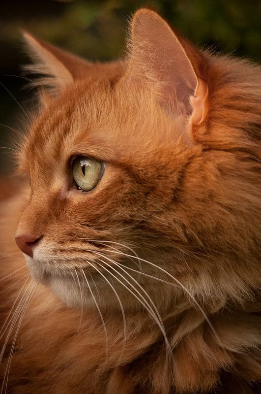 Russetfur | Warriors: New Dawn Rewrite Wiki | Fandom