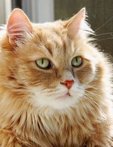 Lionheart Warriors New Dawn Rewrite Wiki Fandom