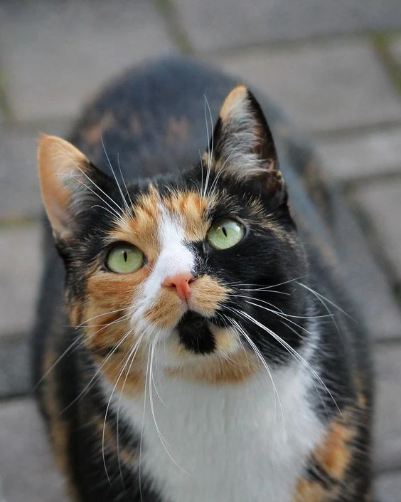 Tawnypelt | Warriors: New Dawn Rewrite Wiki | Fandom