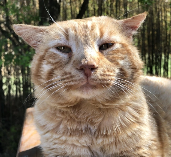 Cailan (TLS) | Warriors OC's Wiki | Fandom