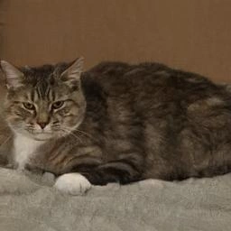 Aspen | Warriors OC's Wiki | Fandom