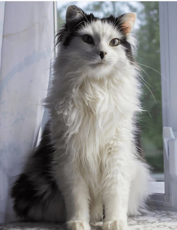 Whitestar (TWoC) | Warriors OC's Wiki | Fandom
