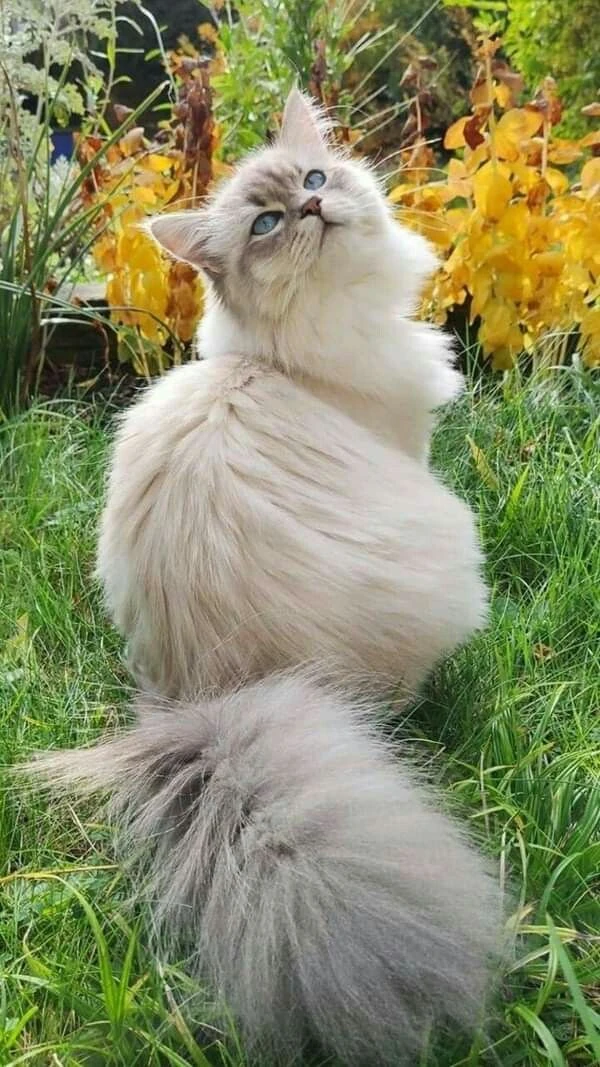 Eirlys | Warriors OC's Wiki | Fandom