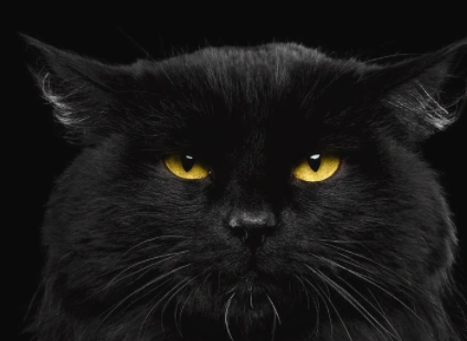 Nighttalon | Warriors OC's Wiki | Fandom