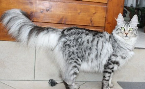 Cloudrunner | Warriors OC's Wiki | Fandom