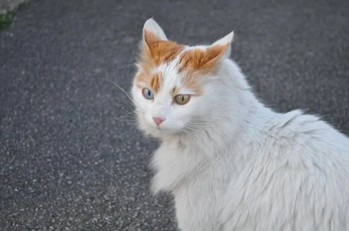 Emberpaw (TC) | Warriors OC's Wiki | Fandom