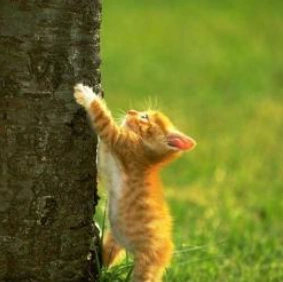 Lightningtail | Warriors OC's Wiki | Fandom