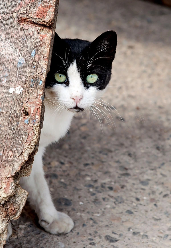 Patchface | Warriors OC's Wiki | Fandom