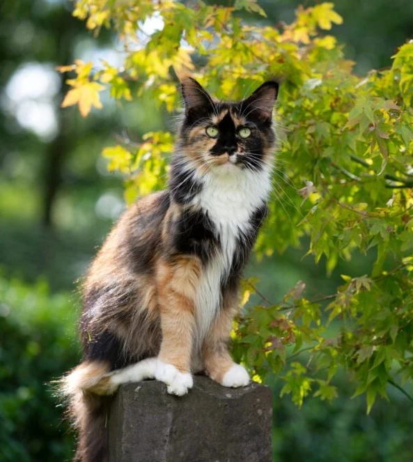 Maplespots (TWWF) | Warriors OC's Wiki | Fandom