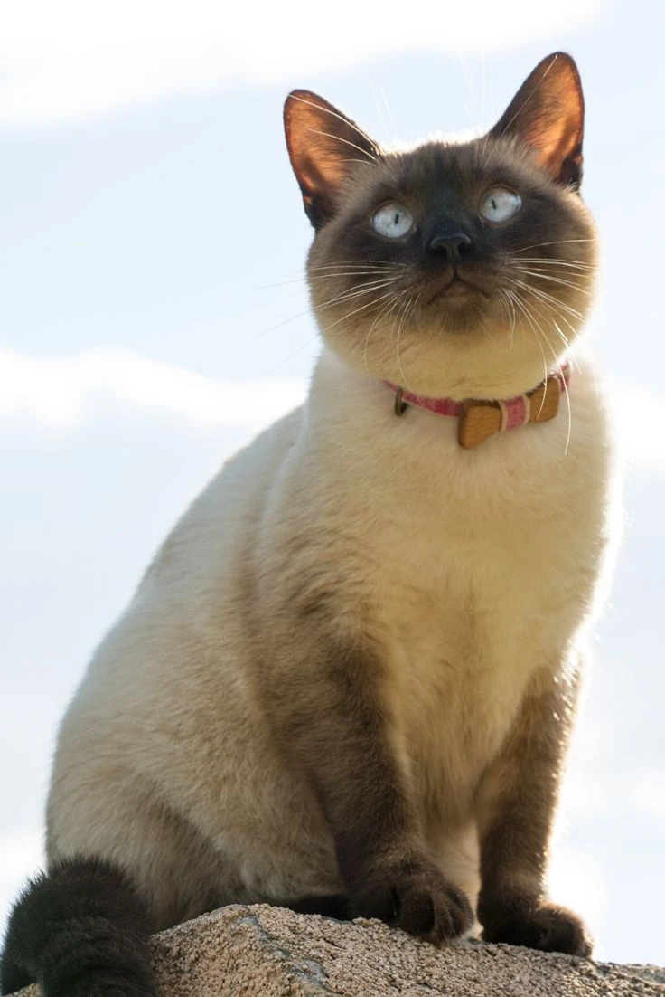 Meow | Warriors OC's Wiki | Fandom