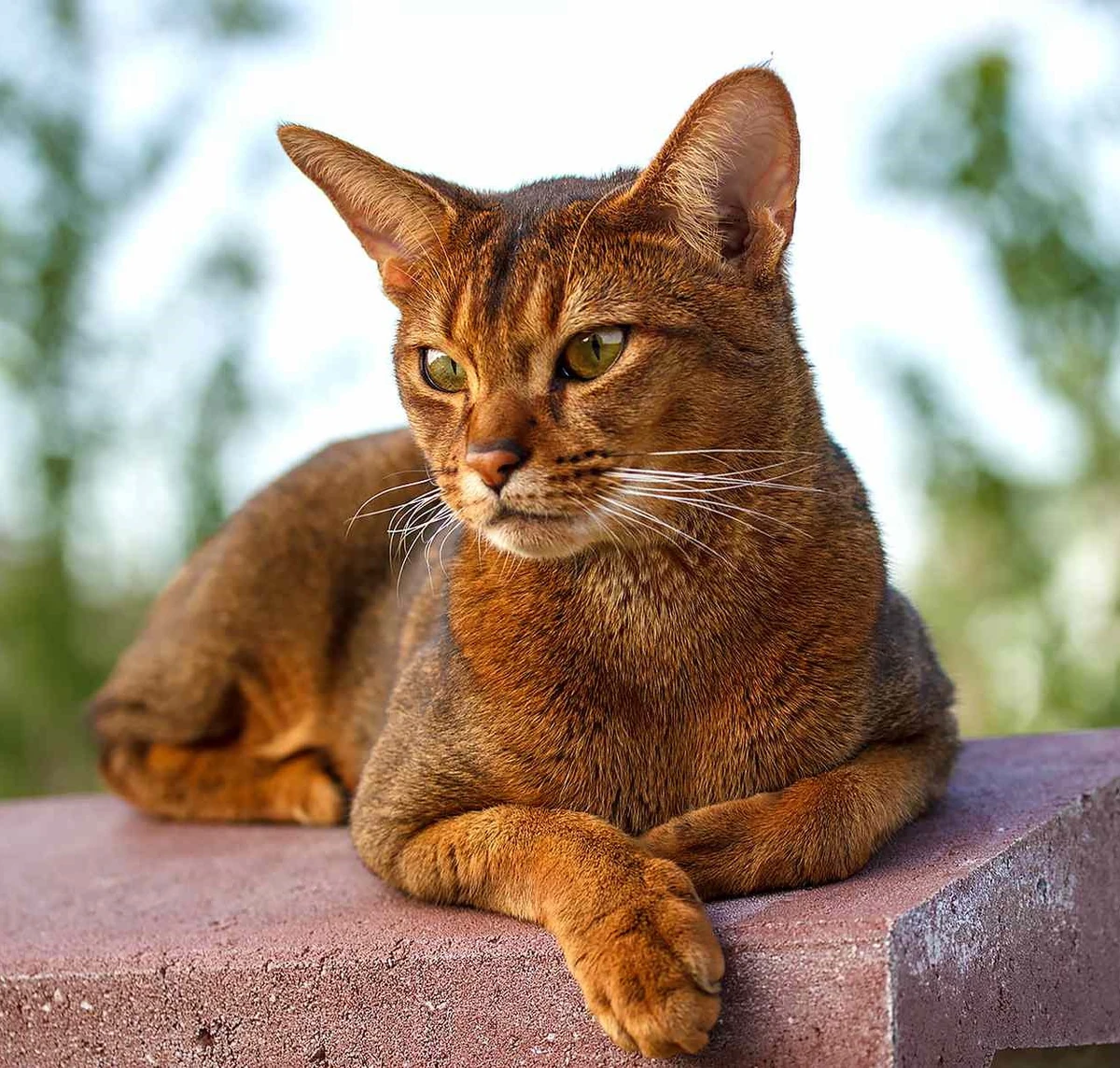 Shrewstar (TWWF) | Warriors OC's Wiki | Fandom