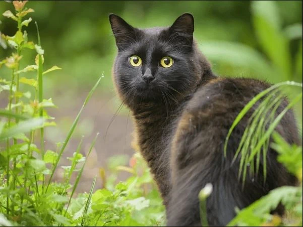 Darkberry (TWWF) | Warriors OC's Wiki | Fandom