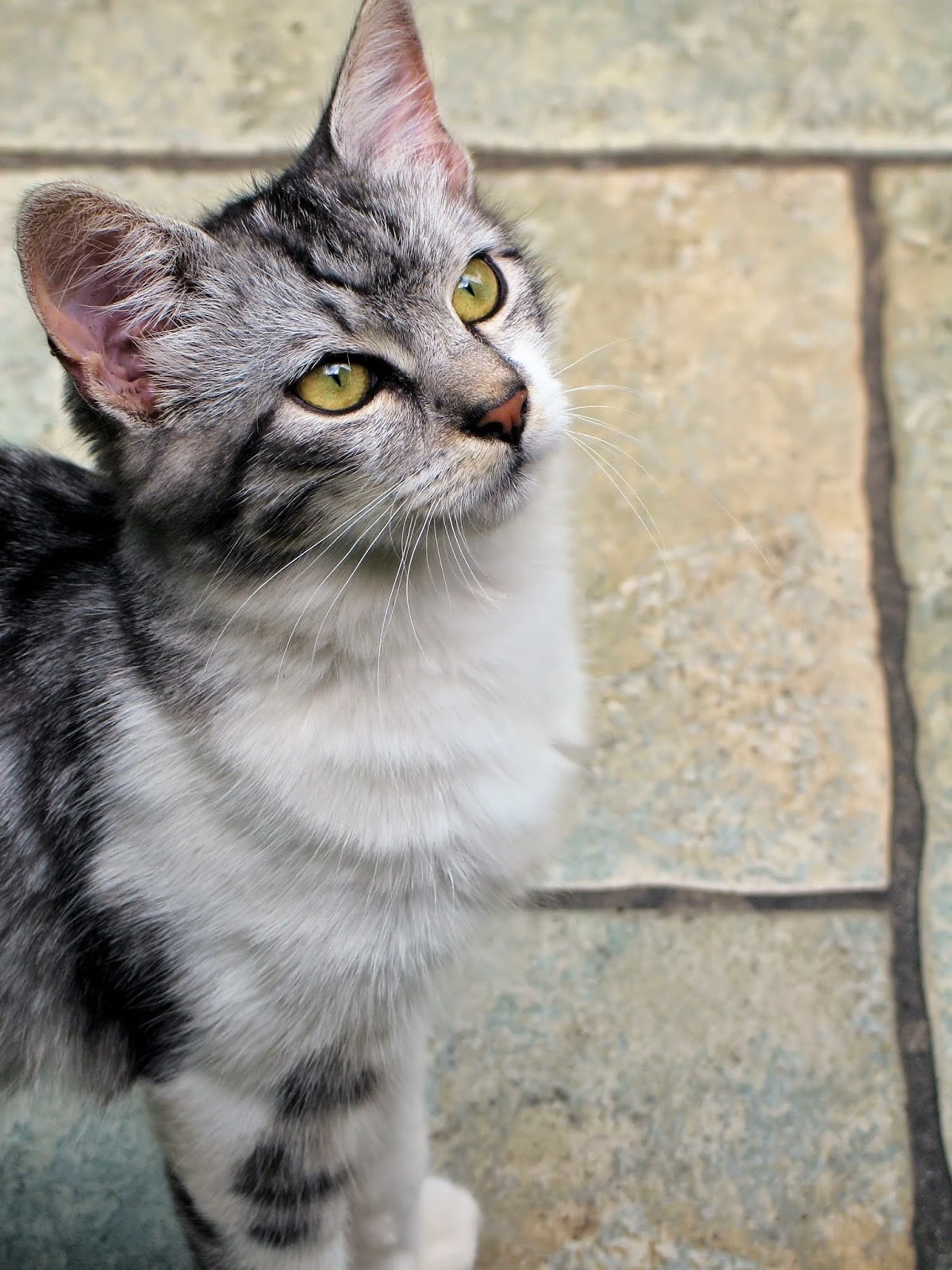 Leopardheart | Warriors OC's Wiki | Fandom