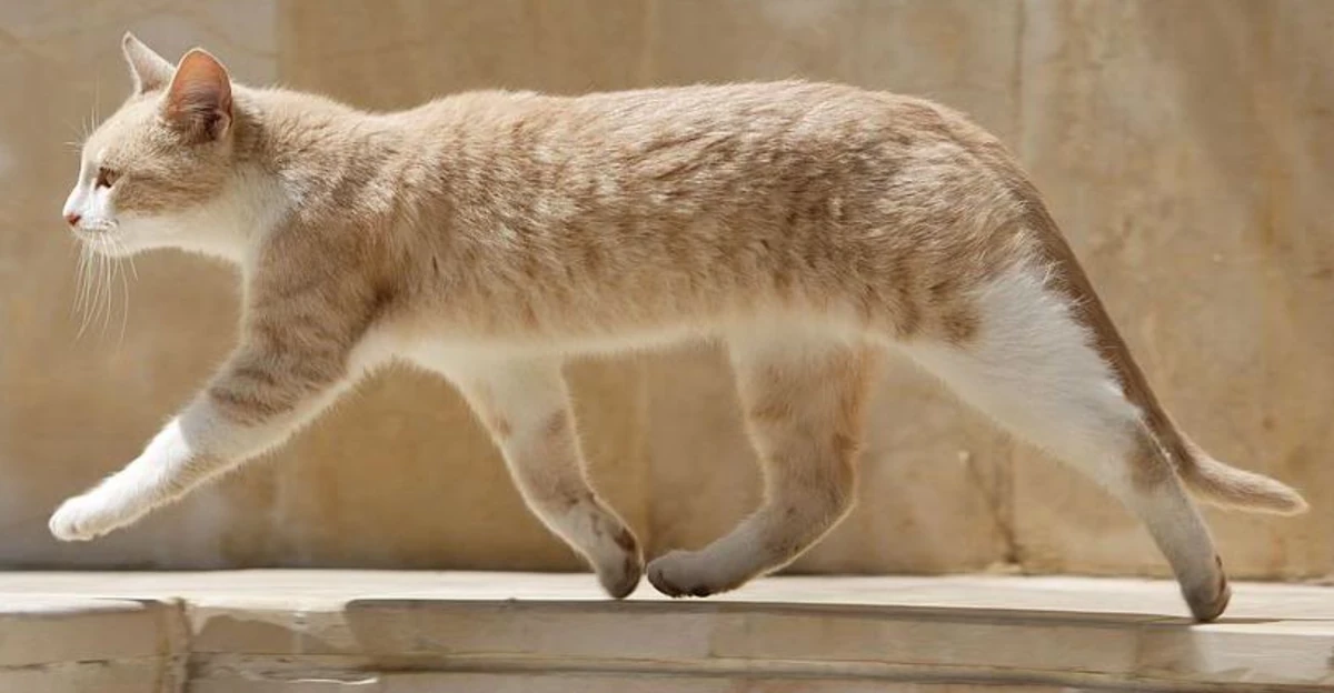 Singing Lark | Warriors OC's Wiki | Fandom