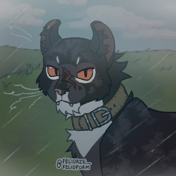 Cosmos (WY) | Warriors OC's Wiki | Fandom