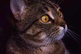 Firefur (ShC) | Warriors OC's Wiki | Fandom