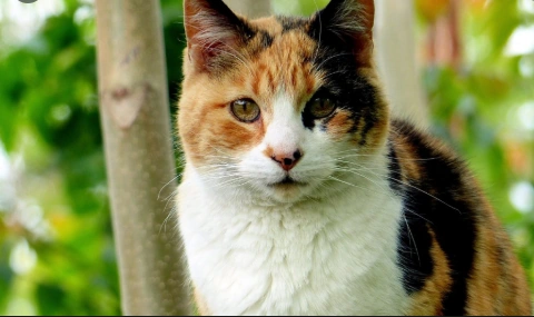 Catnip | Warriors OC's Wiki | Fandom