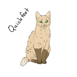 Quickfoot | Warriors OC's Wiki | Fandom