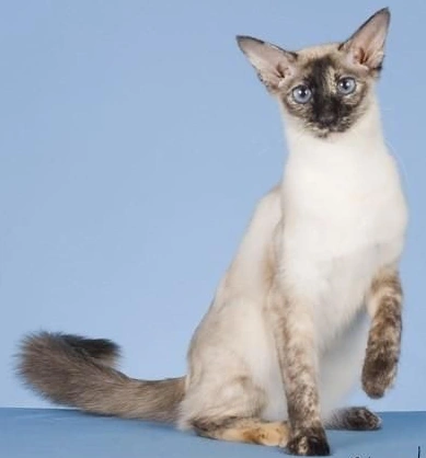 Orca | Warriors OC's Wiki | Fandom