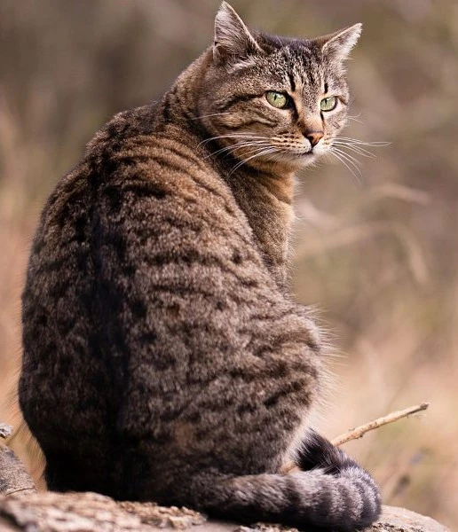 Adderstrike (TWWF) | Warriors OC's Wiki | Fandom