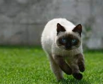 Shadowfrost (TC) | Warriors OC's Wiki | Fandom