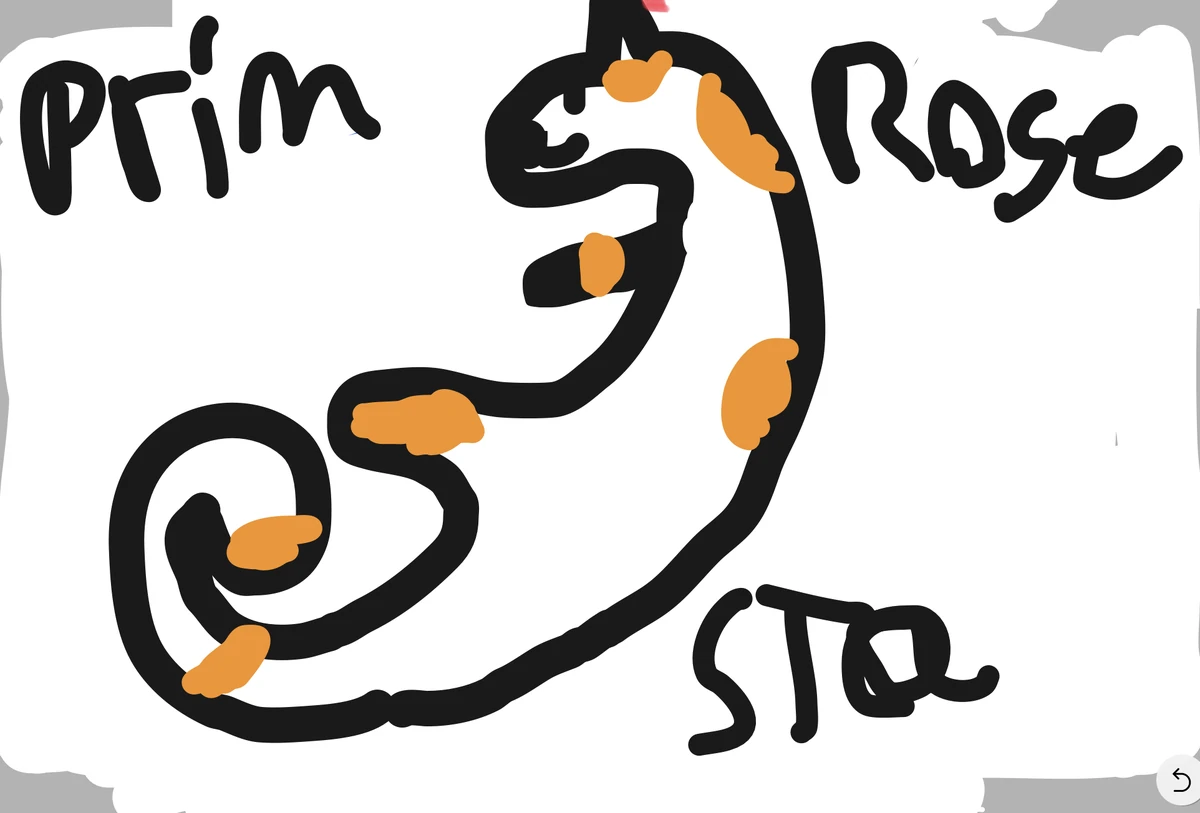 Primrose’star | Warriors OC's Wiki | Fandom