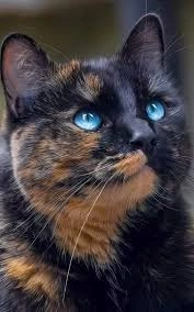 Gingersong (KlutzFurby) | Warriors OC's Wiki | Fandom