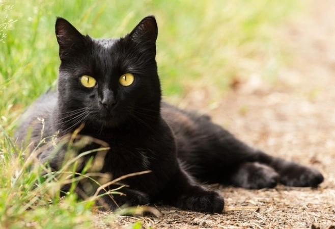 Mehr (IR) | Warriors OC's Wiki | Fandom