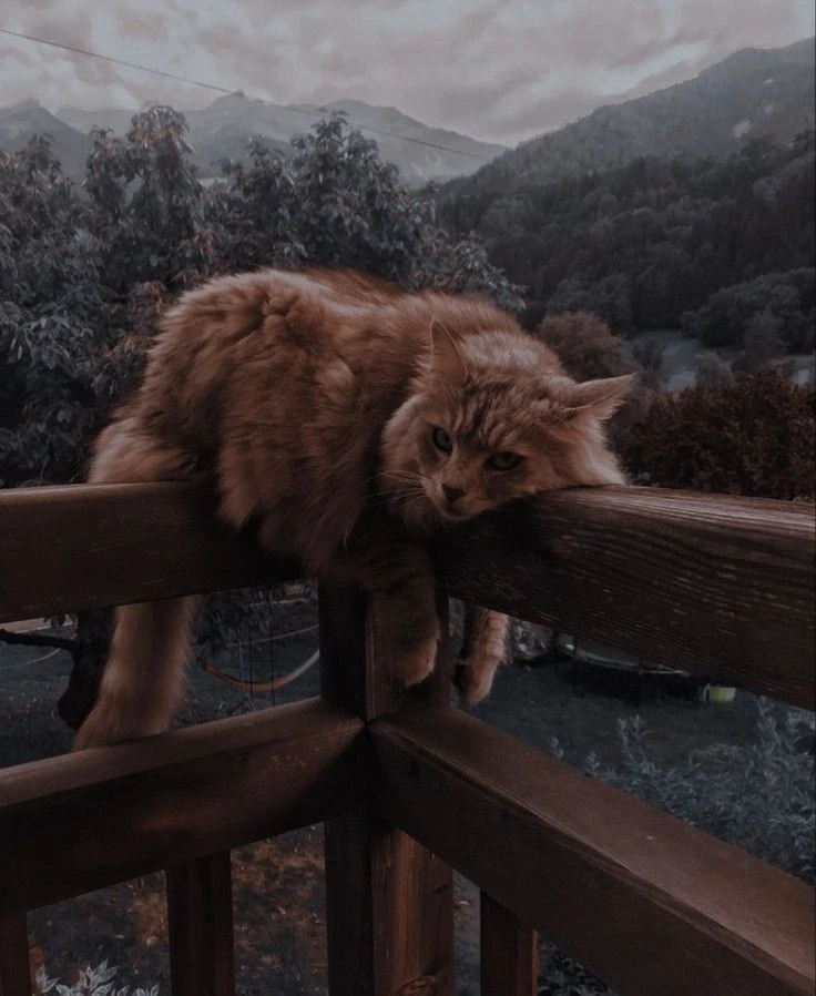 Firestar (TFS) | Warriors OC's Wiki | Fandom