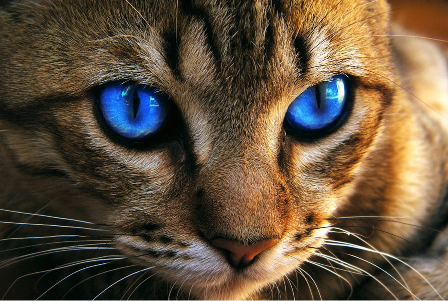 Poppynose | Warriors OC's Wiki | Fandom