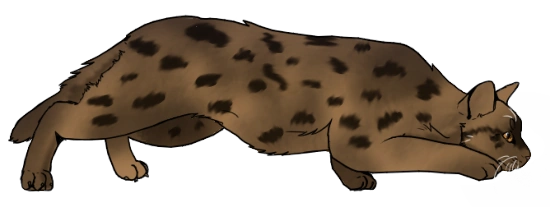 Leopardpatch | Warriors OC's Wiki | Fandom