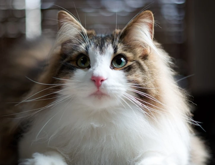 Toad (TFW) | Warriors OC's Wiki | Fandom