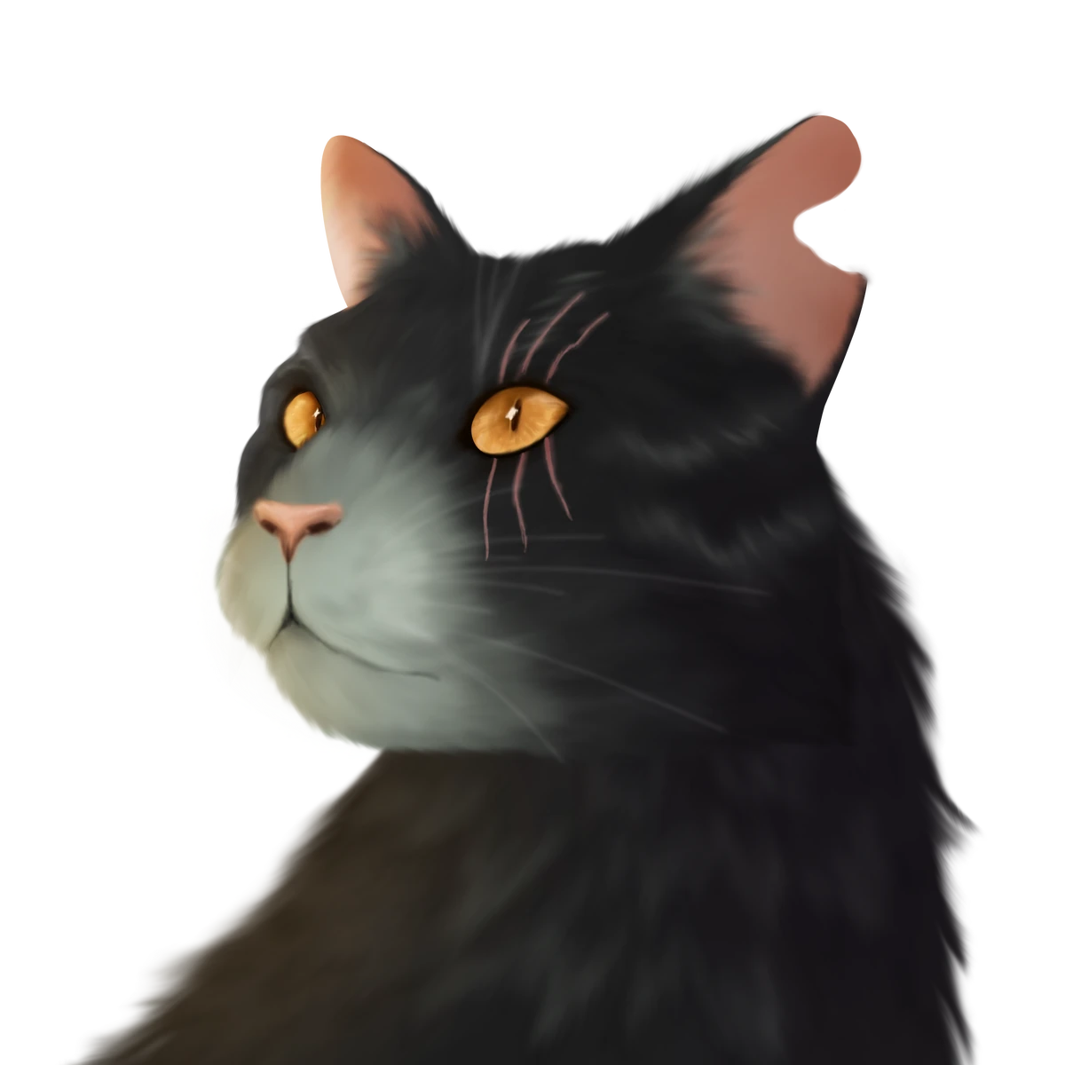 Toxicstar | Warriors OC's Wiki | Fandom