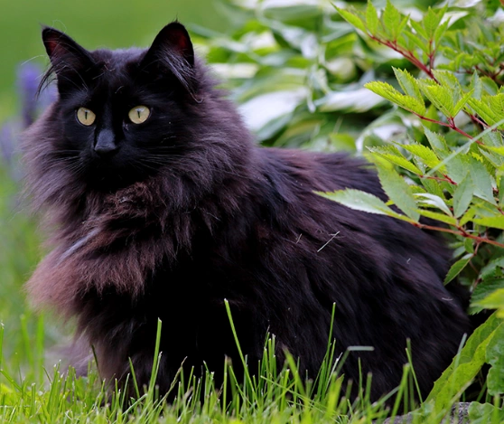 Hallowedstar | Warriors OC's Wiki | Fandom