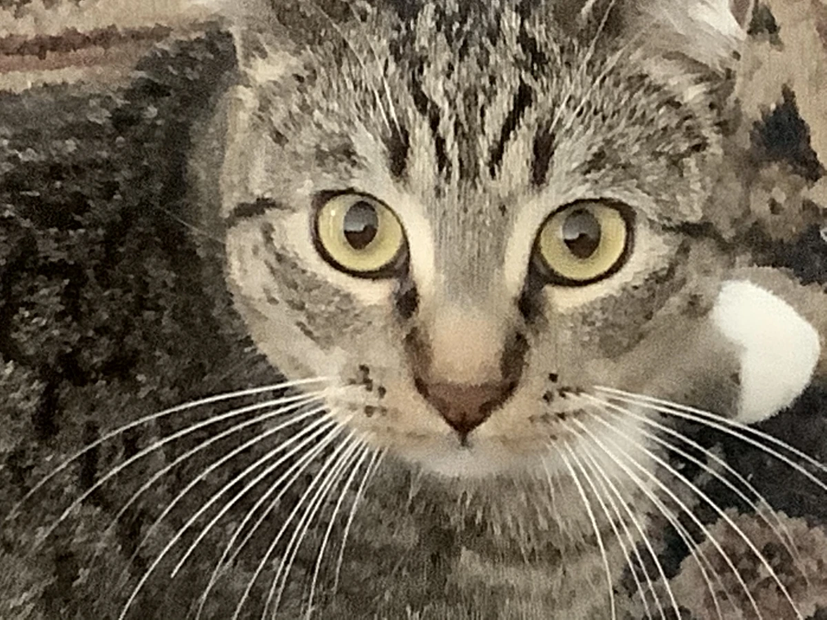 Sweetpaw(POS) | Warriors OC's Wiki | Fandom