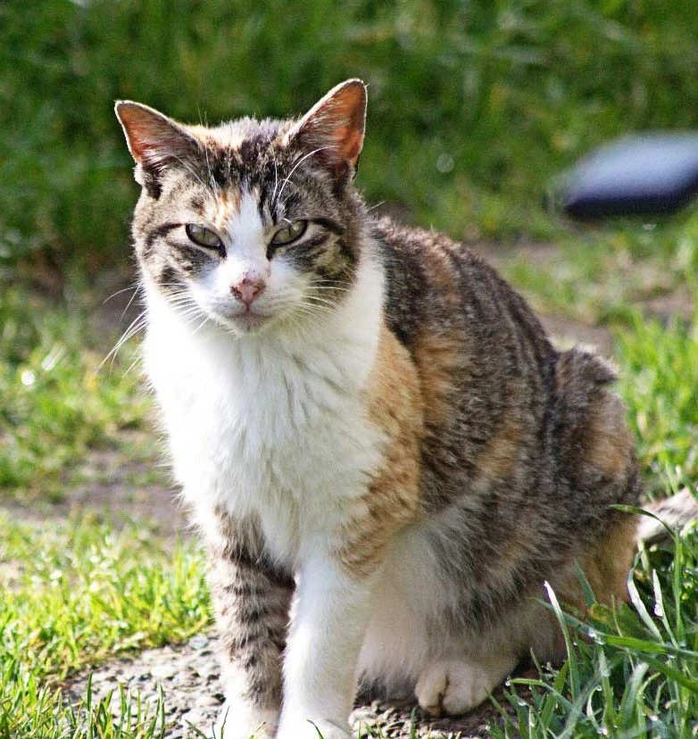 Finchsong (TWWF) | Warriors OC's Wiki | Fandom