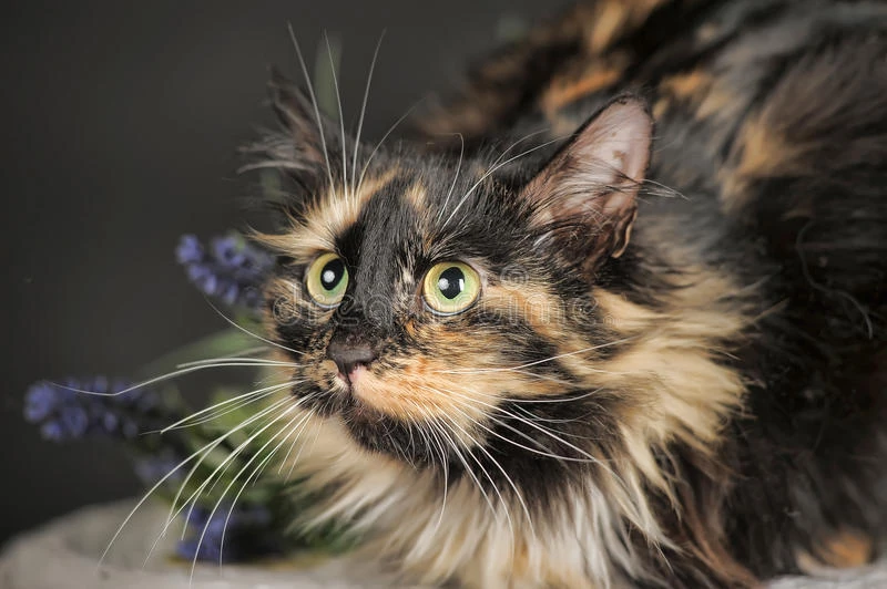 Rosla | Warriors OC's Wiki | Fandom