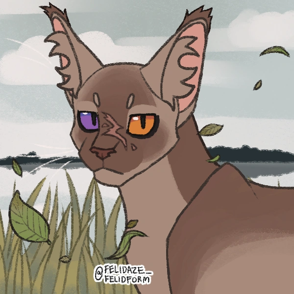 Duskwhirl | Warriors OC's Wiki | Fandom