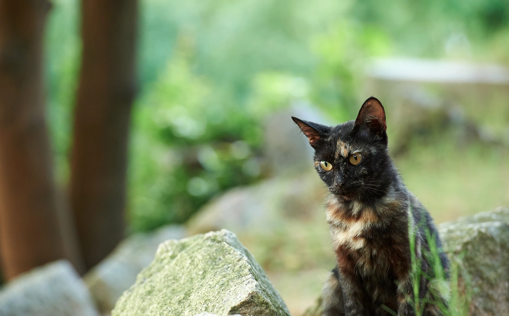 Goannafoot | Warriors of the Wasteland RP Wikia | Fandom