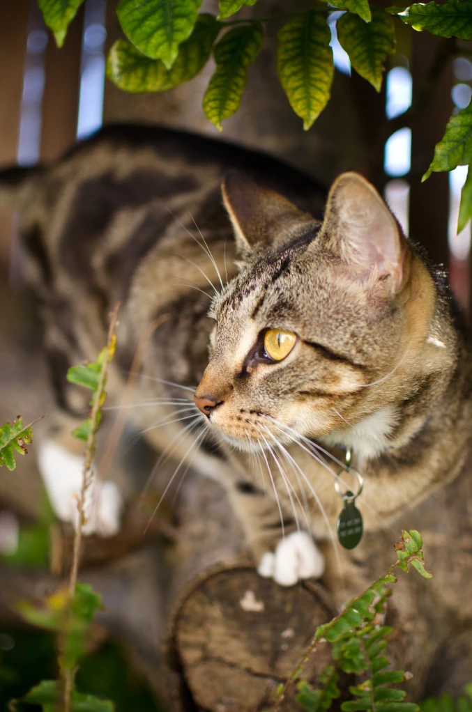 Bramblekit | Warriors Origins of the Ancients Wikia | Fandom