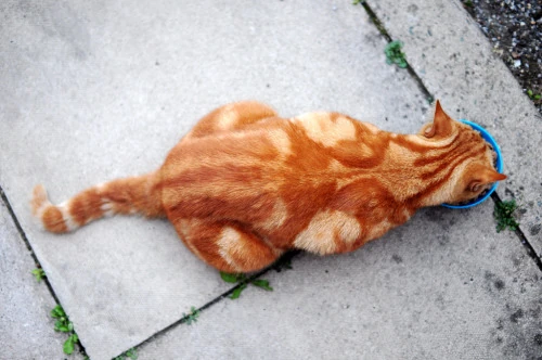 Squirrelkit | Warriors Origins of the Ancients Wikia | Fandom