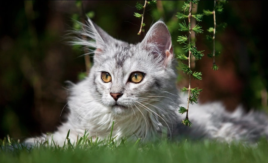 Azalea | Warriors: Origins Wikia | Fandom